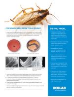 Commercial Cockroach Elimination | Ecolab