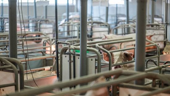 Pig and Poultry Barn Hygiene Solutions | Ecolab